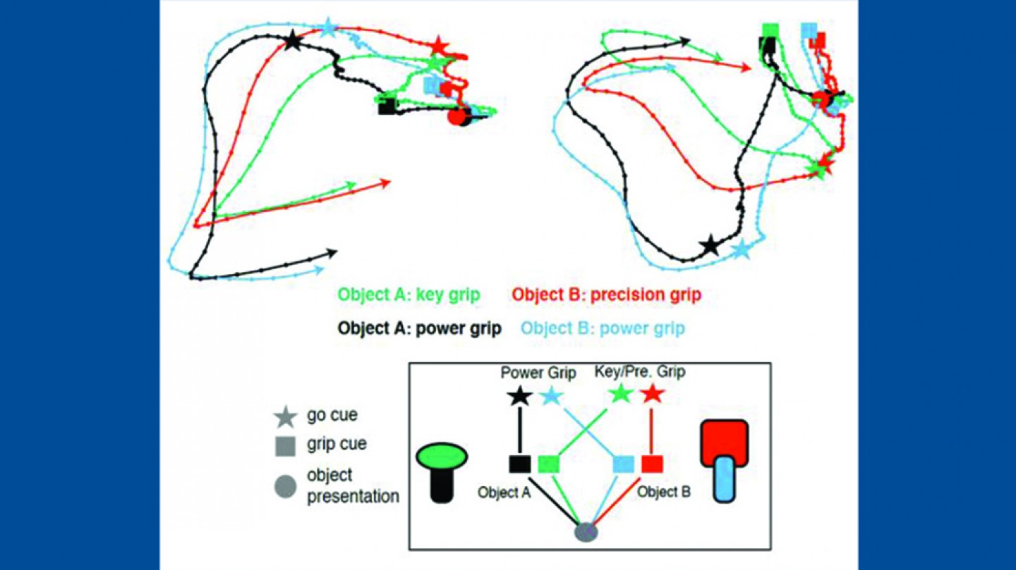 How the Brain Plans a Gripping Motion | Engineering | Brown University