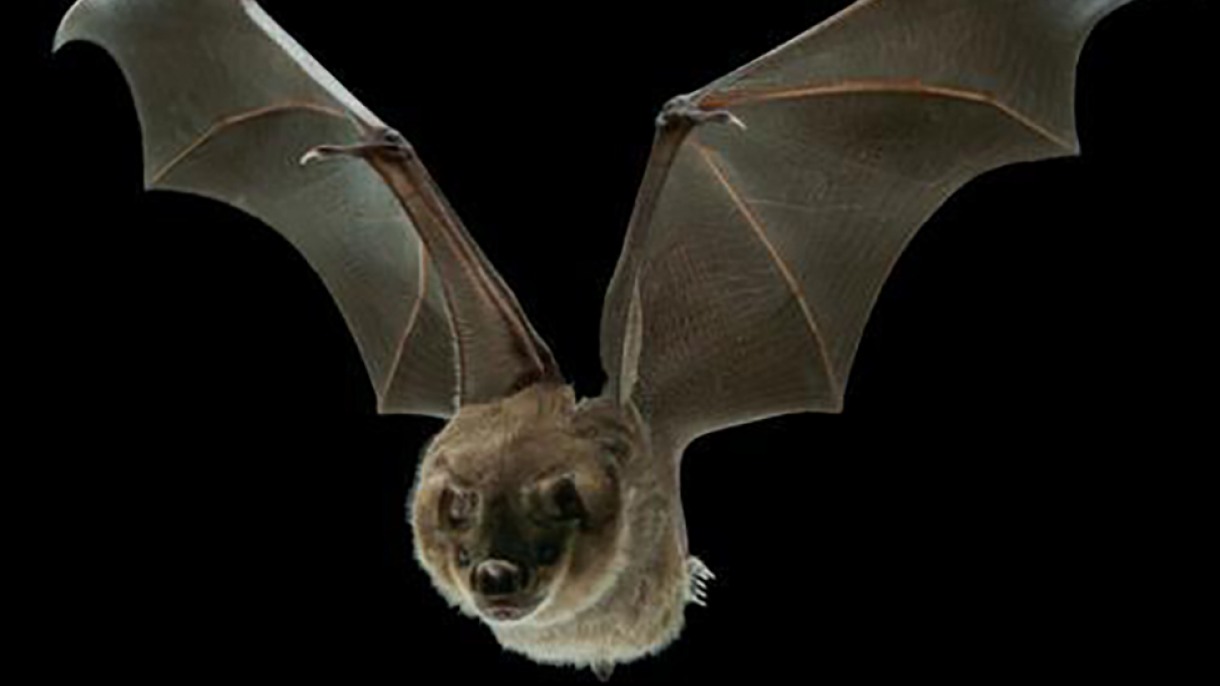 Tiny muscles help bats fine-tune flight | Engineering | Brown University