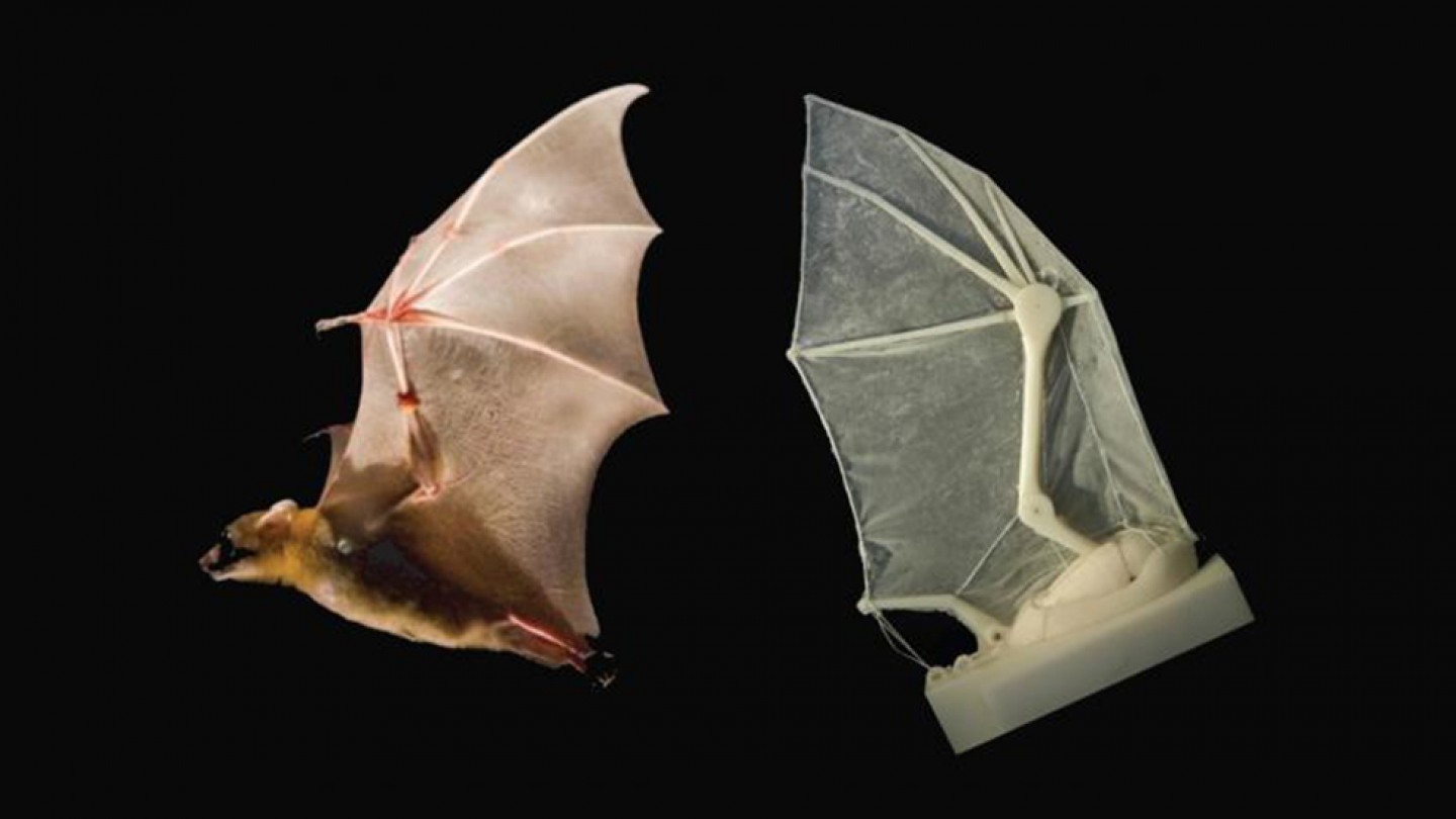 Brown researchers build robotic bat wing | Engineering | Brown University